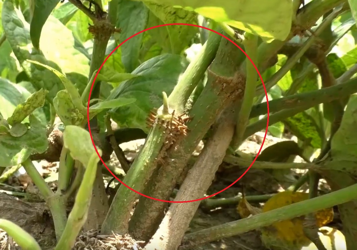 Chui Jhal or Piper Chaba Cultivation – Happy Plantation