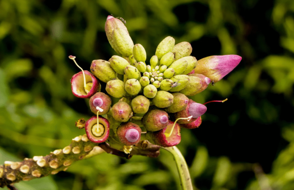 “Broken Bones Plant” or “Oroxylum indicum” – Happy Plantation