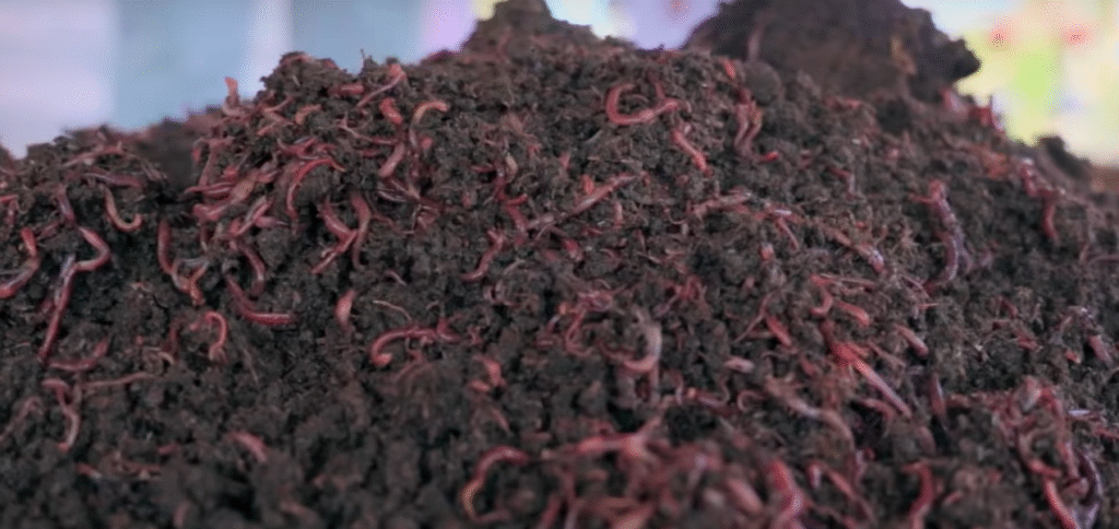 The Farmer’s Secret Weapon: Choosing the Perfect Earthworm for Your ...